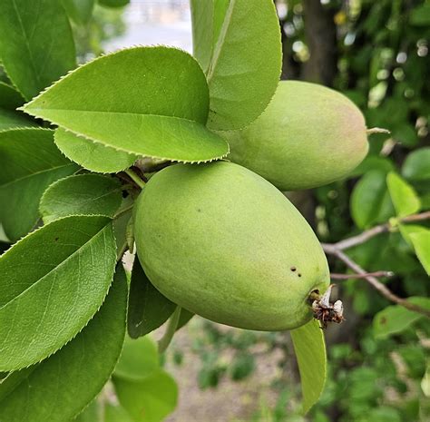 모과나무 Quince Tree