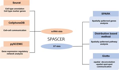 空间转录组注释数据库spascer 华西生物医学大数据研究院
