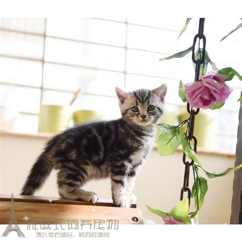 赛级家养银虎斑美短猫美国短毛猫幼猫美短银虎斑活体宠物猫咪g 虎窝淘
