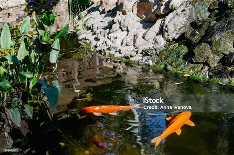 금물고기 잉어 잉어 녹색 식물 돌 사이 대조 되는 주민인공 생활 연못 0명에 대한 스톡 사진 및 기타 이미지 0명 걷기