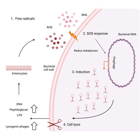 The Hypothesis Of Phage Mediated Lysis To Sustain The Positive Download Scientific Diagram