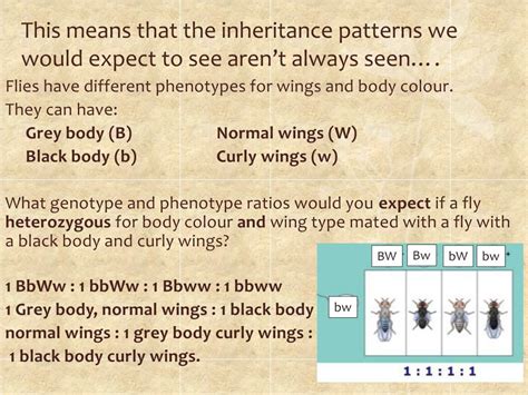 Ppt Dwarfism Powerpoint Presentation Free Download Id3815797
