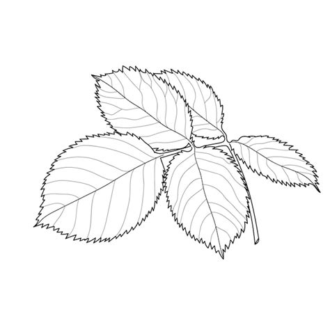 Premium Vector Black And White Hand Drawn Graphical Leaves Twig Vector