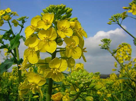 Raps Foto And Bild Natur Pflanzen Youth Bilder Auf Fotocommunity
