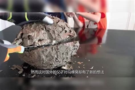 马蜂窝里到底有什么？作死老外暴力切开，里面的结果让人震惊！