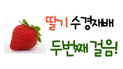딸기 수경재배 제2강 딸기모종 정식하기 Youtube