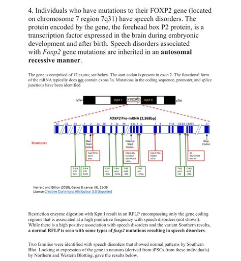 Solved 4 Individuals Who Have Mutations To Their Foxp2 Gene