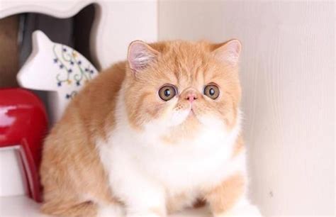 养加菲猫好吗3个优点和3个缺点 看完你就知道了 加菲猫 泪痕 猫咪 新浪新闻