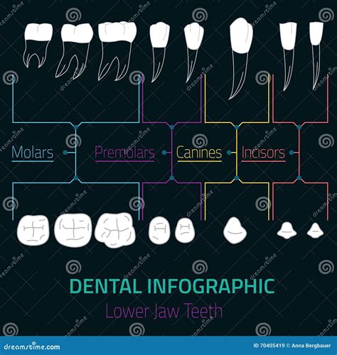 Teeth Infographic Vector Stock Vector Illustration Of Graph 70405419