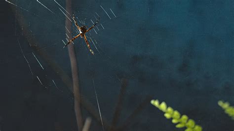 Няколко причини да спрем да убиваме паяците Домашни тайни Woman Bg