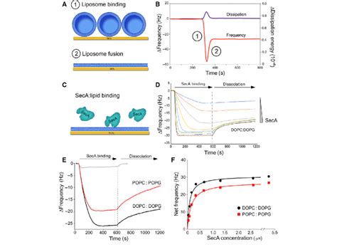 Unsaturated Fatty Acids Enhance Seca Binding To The Planar Lipid
