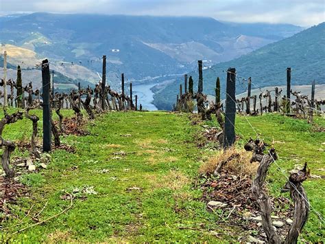 Real Companhia Velha E A Sua Quinta Das Carvalhas às Margens Do Douro