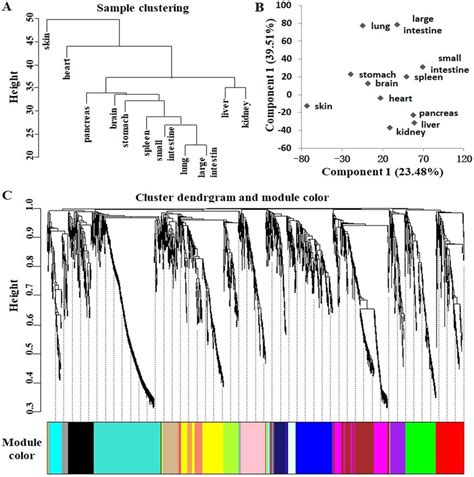 Clustering And Co Expression Module Analysis Of Tissue Proteomes Of The