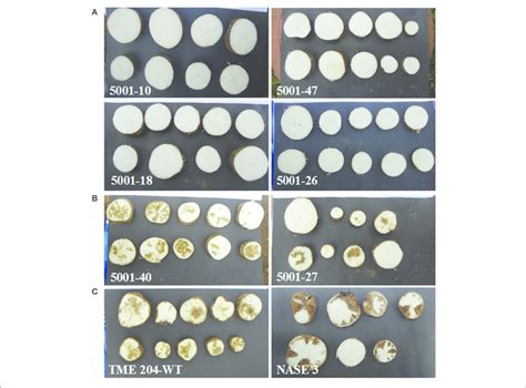 Cbsd Symptoms Within Storage Roots Of Cassava Harvested From