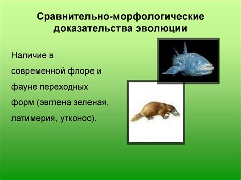 Доказательства эволюции презентация онлайн