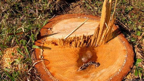 На меліораційному каналі на Полтавщині вирубали більше ста дерев різних порід Кременчук Тудей