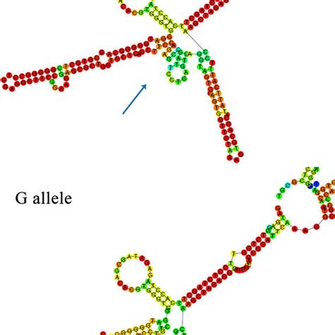 in silico prediction of secondary structure of h19 with rnafold the