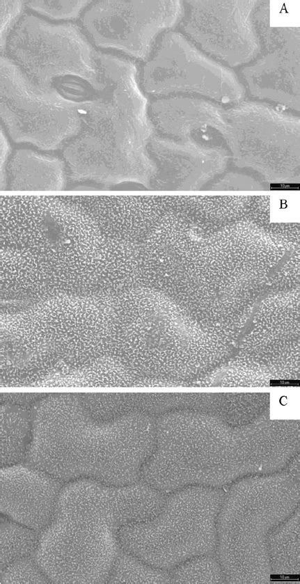 scanning electron micrographs scale bar 10 μ m of a a hybridus
