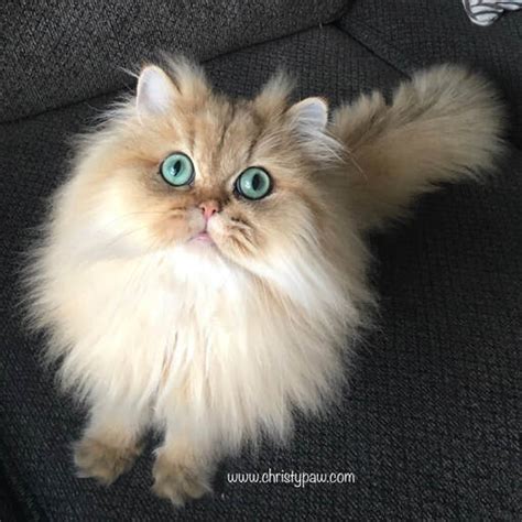 Doll Face Persian Kittens For Sale Christypaw Persians