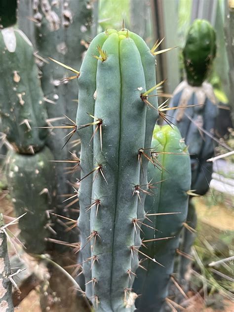 Favorite Spiny Hybrid Rtrichocereus