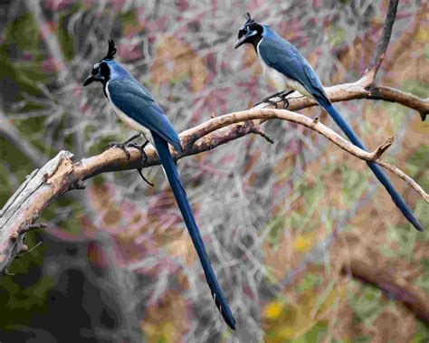 Black Throated Magpie Jay Mexican
