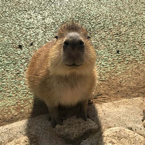 100 Capybara Pictures