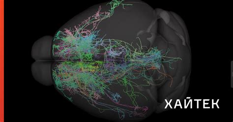 В Китае создали крупнейшую цифровую модель мышиного мозга из 6 357 нейронов