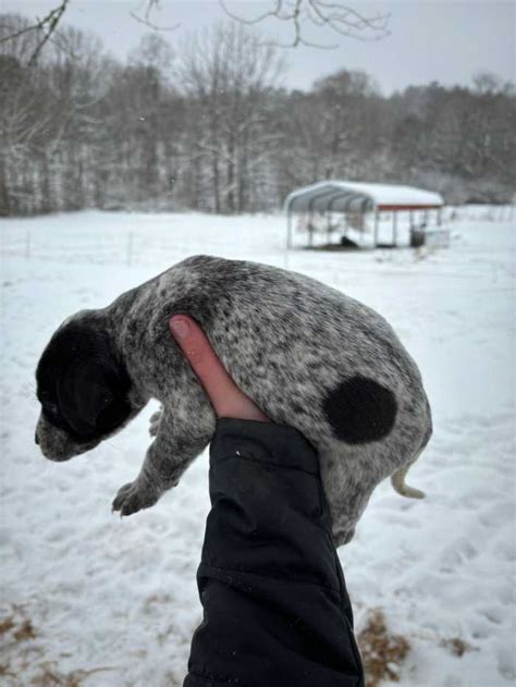 Gsp Mix Pups 50 In Wartburg Tn Lsn