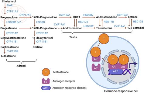 Frontiers Steroid Hormone Signaling Multifaceted Support Of