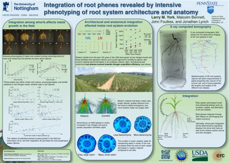 Pdf Integration Of Root Phenes Revealed By Intensive Phenotyping Of