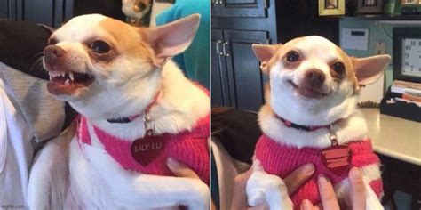 Perro Enojado Y Feliz Dog Angry Memes Imgflip