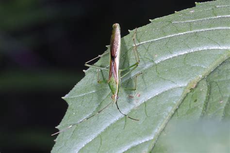 稻缘蝽属 Leptocorisa IISDW