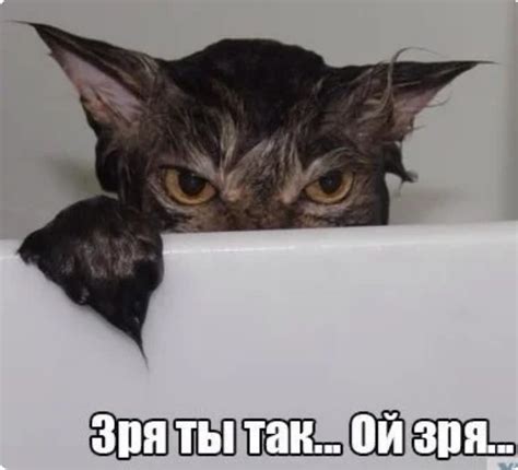 Создать мем котики кошки кот Картинки Meme