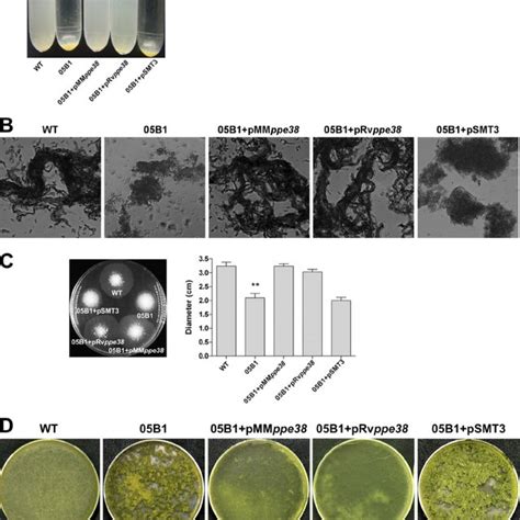 Bacterial Burden In Infected Zebrafish A Cfu Of M Marinum In Fish