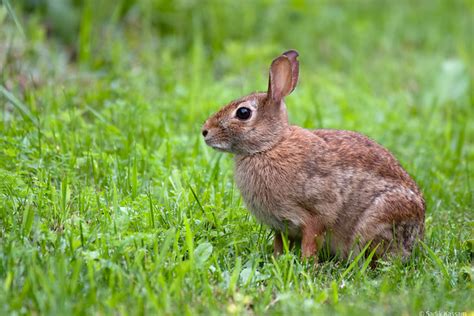Order Lagomorpha Flickr