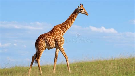 The Essence Of African Wildlife Is Captured By A Giraffe Standing Tall