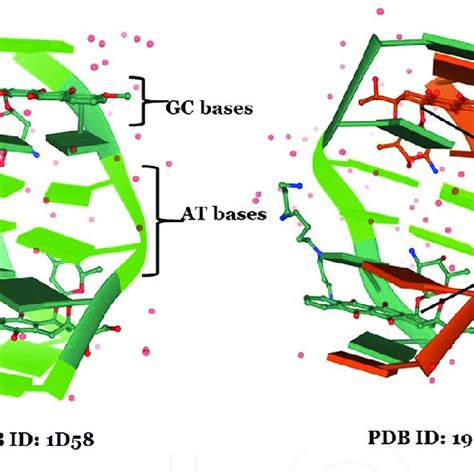 Intercalation Of Doxorubicin Between Gc Basepairs Crystal Structure Of Download Scientific