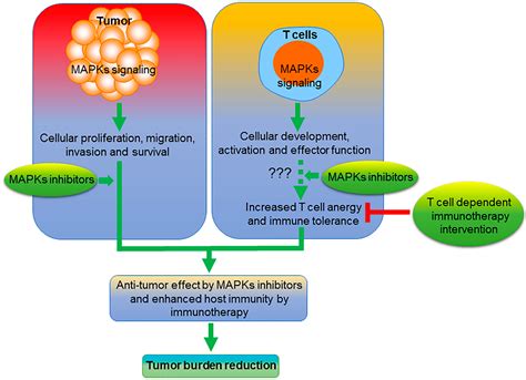 Protein Kinase Inhibitors And Normal Cells At Aurora Mcdonald Blog