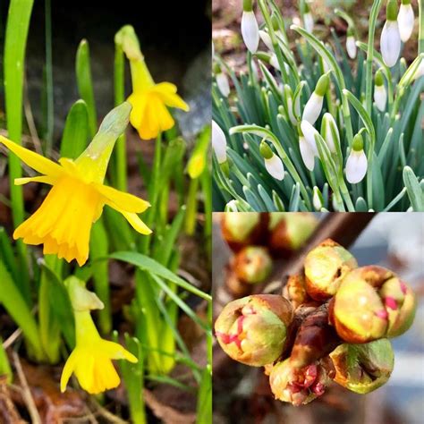 Первые цветы в саду в Норвегии в начале февраля 🤗🇳🇴🌸☀️ температура на побережье 10😉👏☀️🇳🇴