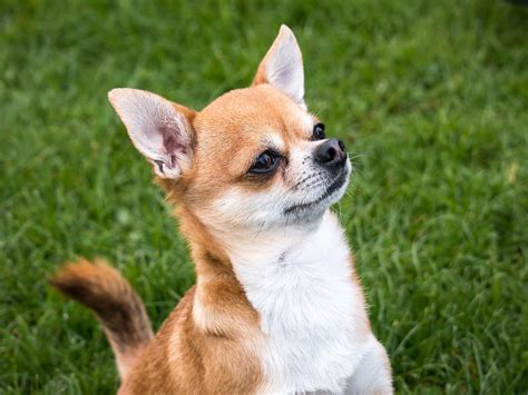 Más De 6 000 Imágenes Gratis De Chihuahua Mexico Y Chihuahua Pixabay