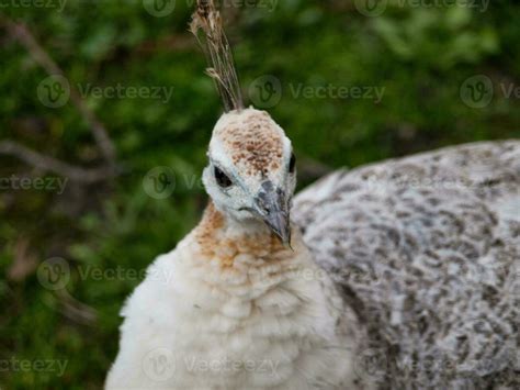 White Female Peacock