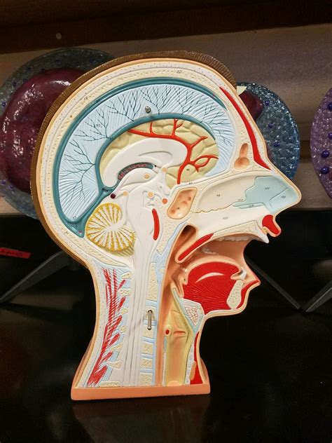 Peach Head Model Dural Sinuses Diagram Quizlet