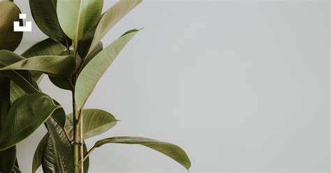 흰 벽에 녹색 잎이있는 화분 사진 Unsplash의 무료 최소 이미지