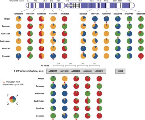 X Chromosome Ideogram Showing The Positions Of 16 Ancestry Informative