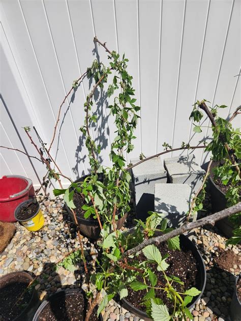 Raspberry Transplanting R Gardening