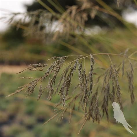 Eragrostis Spp Vivero Tricao
