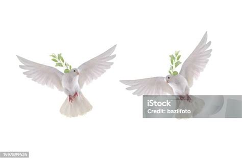 두 마리의 하얀 비둘기가 올리브 나뭇가지와 함께 하얀 바탕에 날아가고 있다 비둘기에 대한 스톡 사진 및 기타 이미지 비둘기
