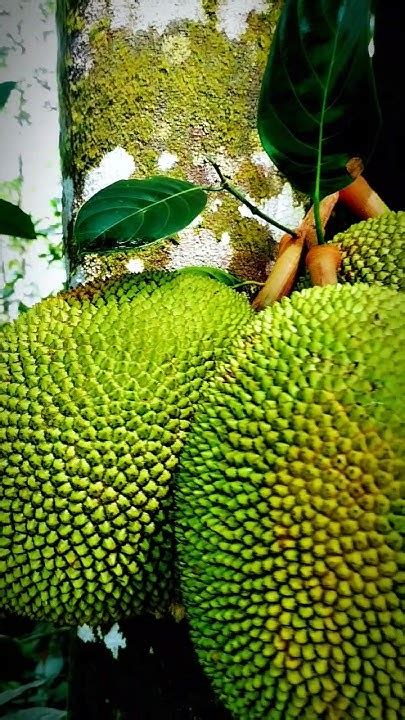 වස විස නැති සුපිරි 😍කෑමක් තමයි ඉතින් බත් ගස 🌳the Second Rice Jackfruit Tree In Sri Lanka Youtube