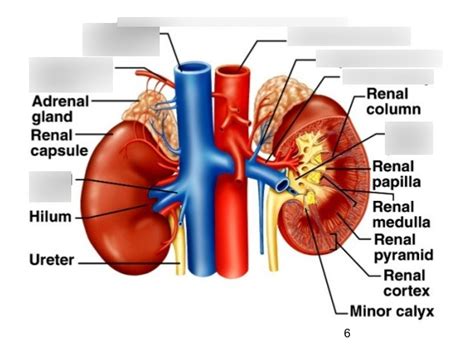 Renal Hilum Function