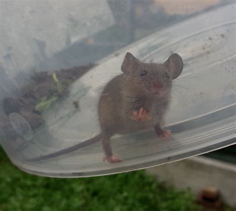 11 October Italian Sms 2 Sota Spotter Maintenance Online Resources Sota Reflector